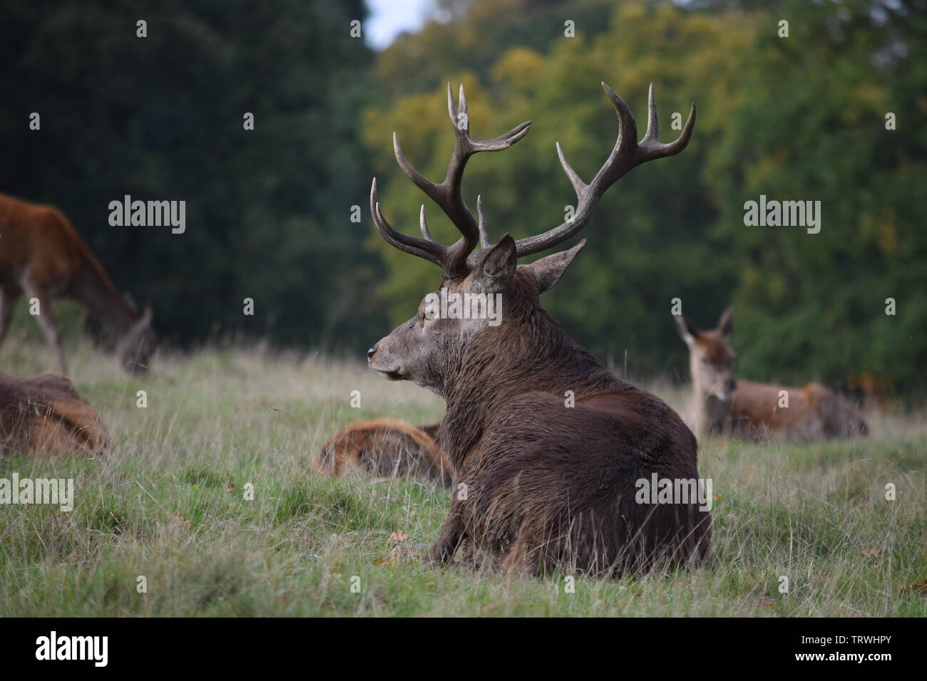 Deer at Tatton Park, Cheshire, UK Stock Photo - Alamy