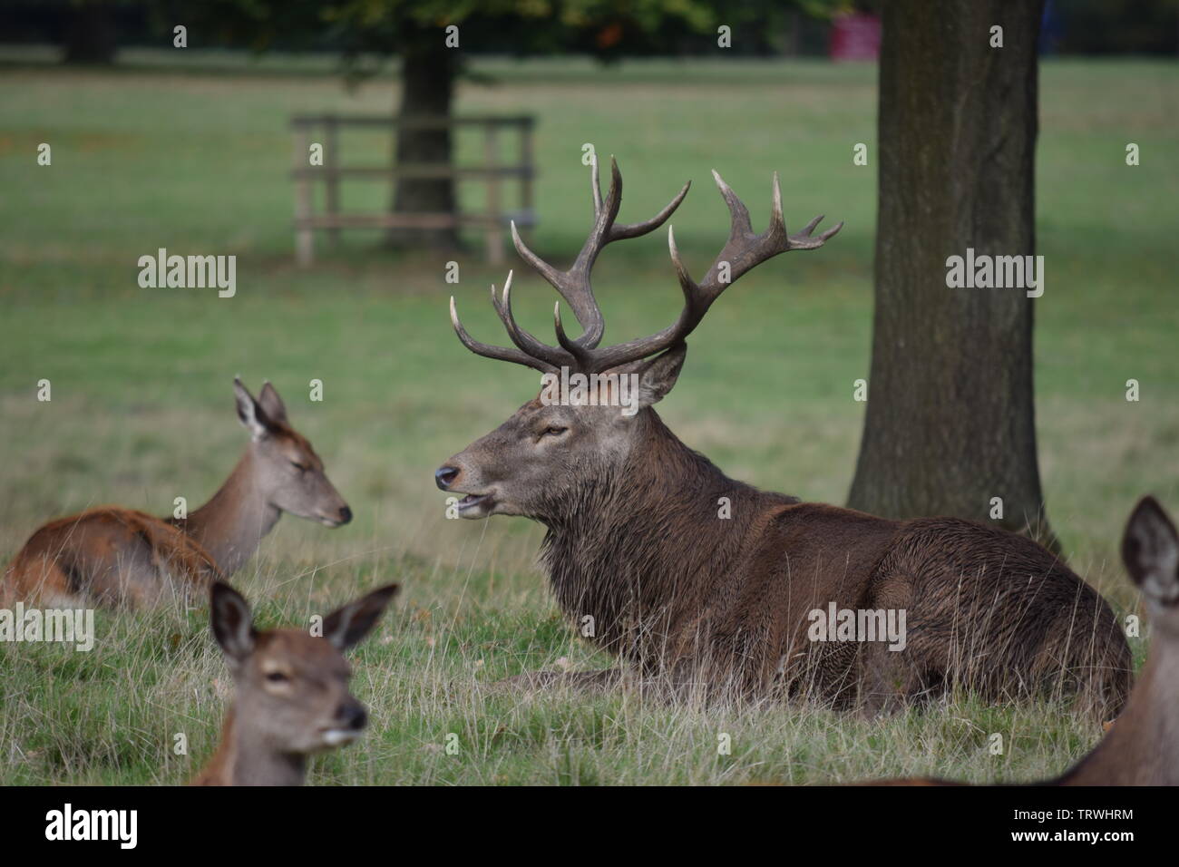 Deer at Tatton Park, Cheshire, UK Stock Photo - Alamy