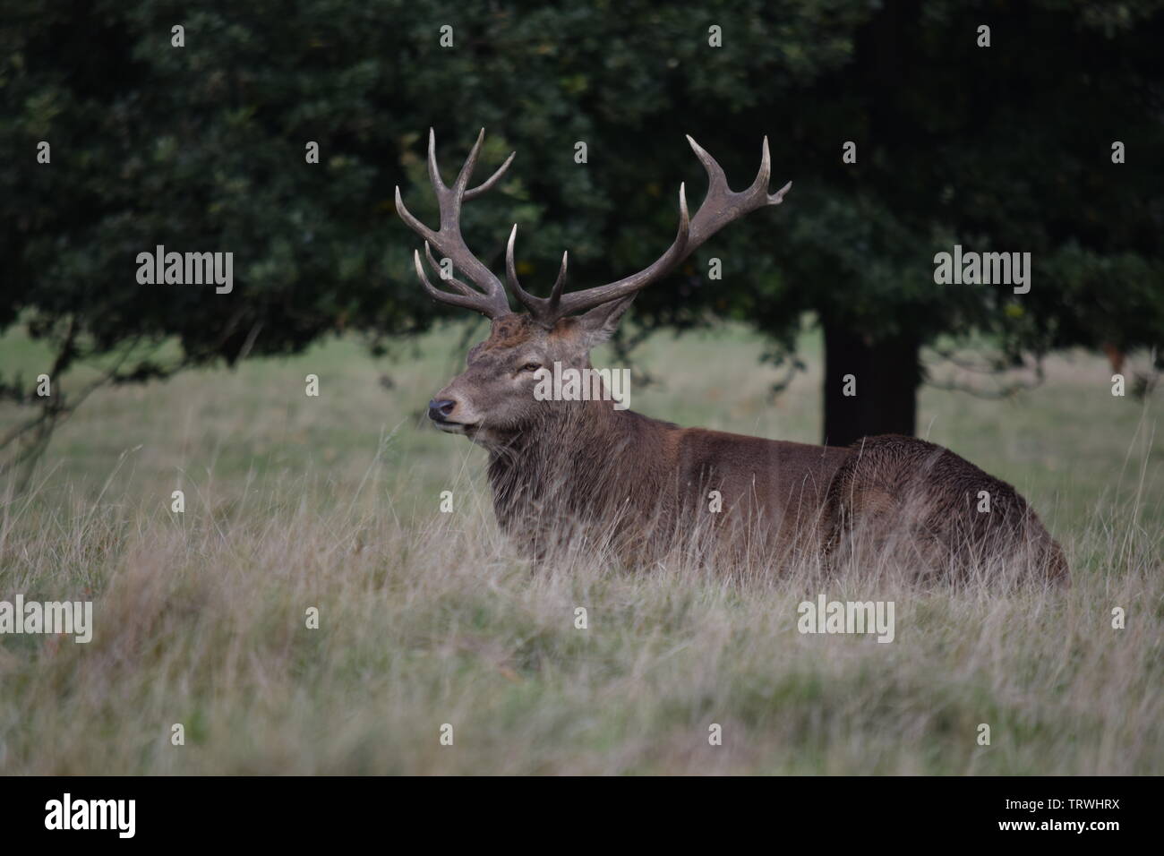 Deer at Tatton Park, Cheshire, UK Stock Photo - Alamy