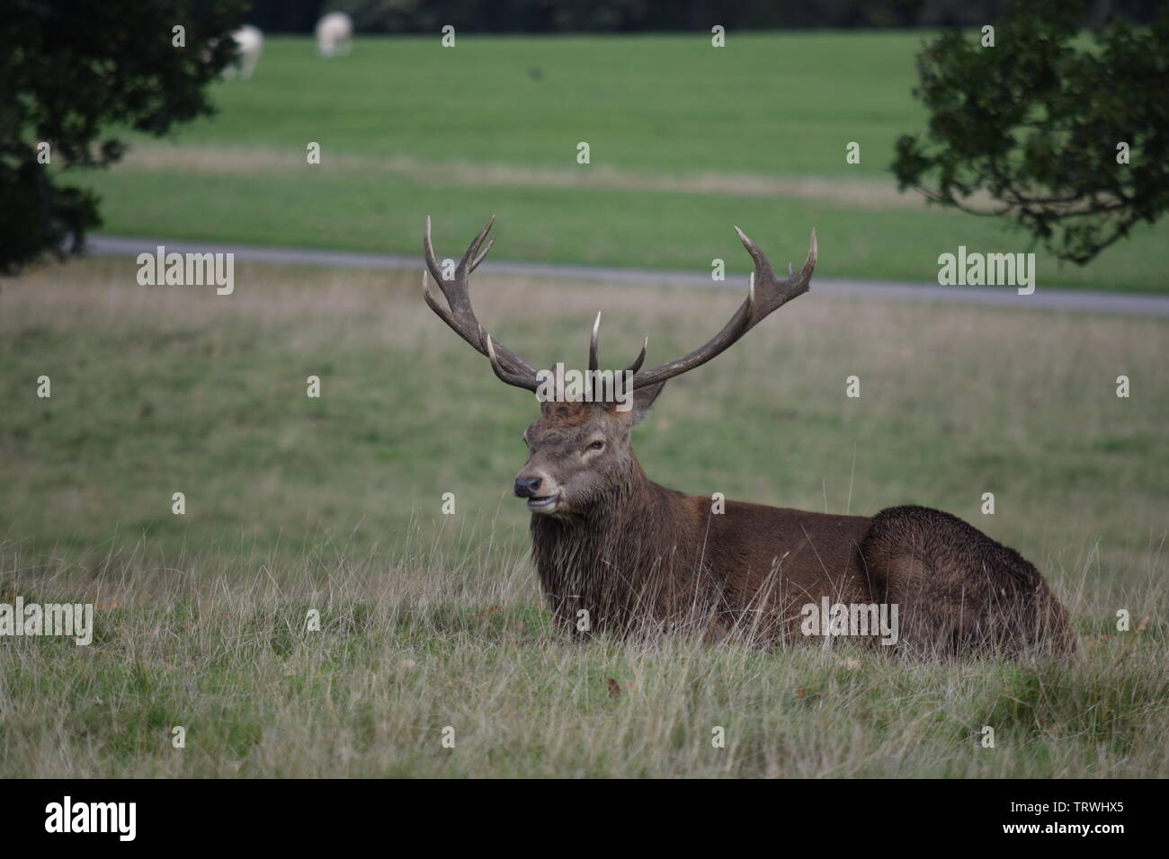 Deer at Tatton Park, Cheshire, UK Stock Photo - Alamy