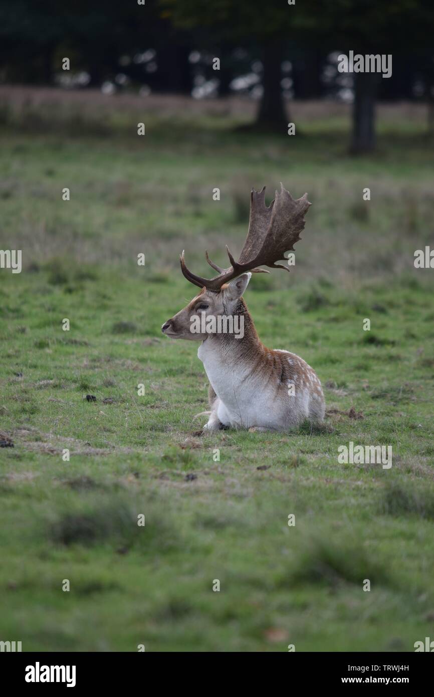 Deer at Tatton Park, Cheshire, UK Stock Photo - Alamy