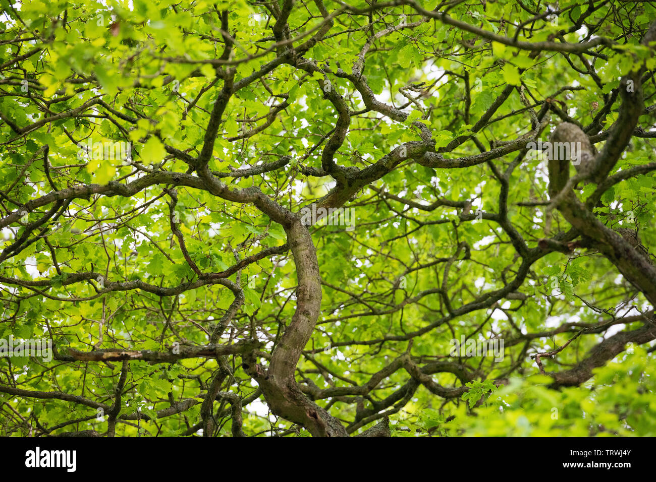 Tree Branches in British Woodland Stock Photo - Alamy