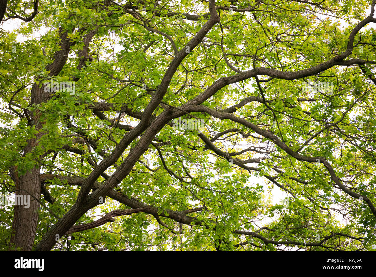 Tree Branches in British Woodland Stock Photo - Alamy