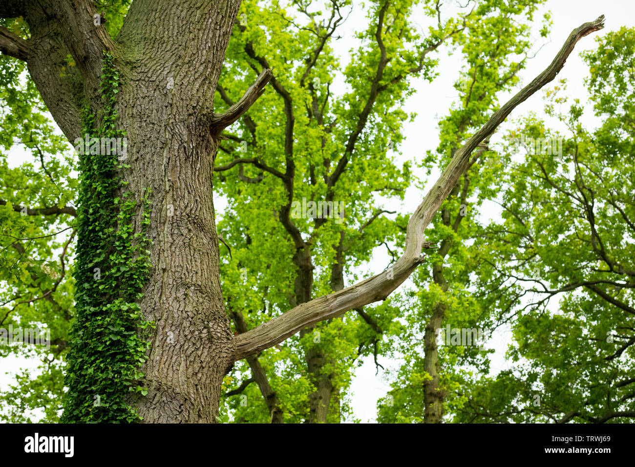 Tree Branches in British Woodland Stock Photo - Alamy
