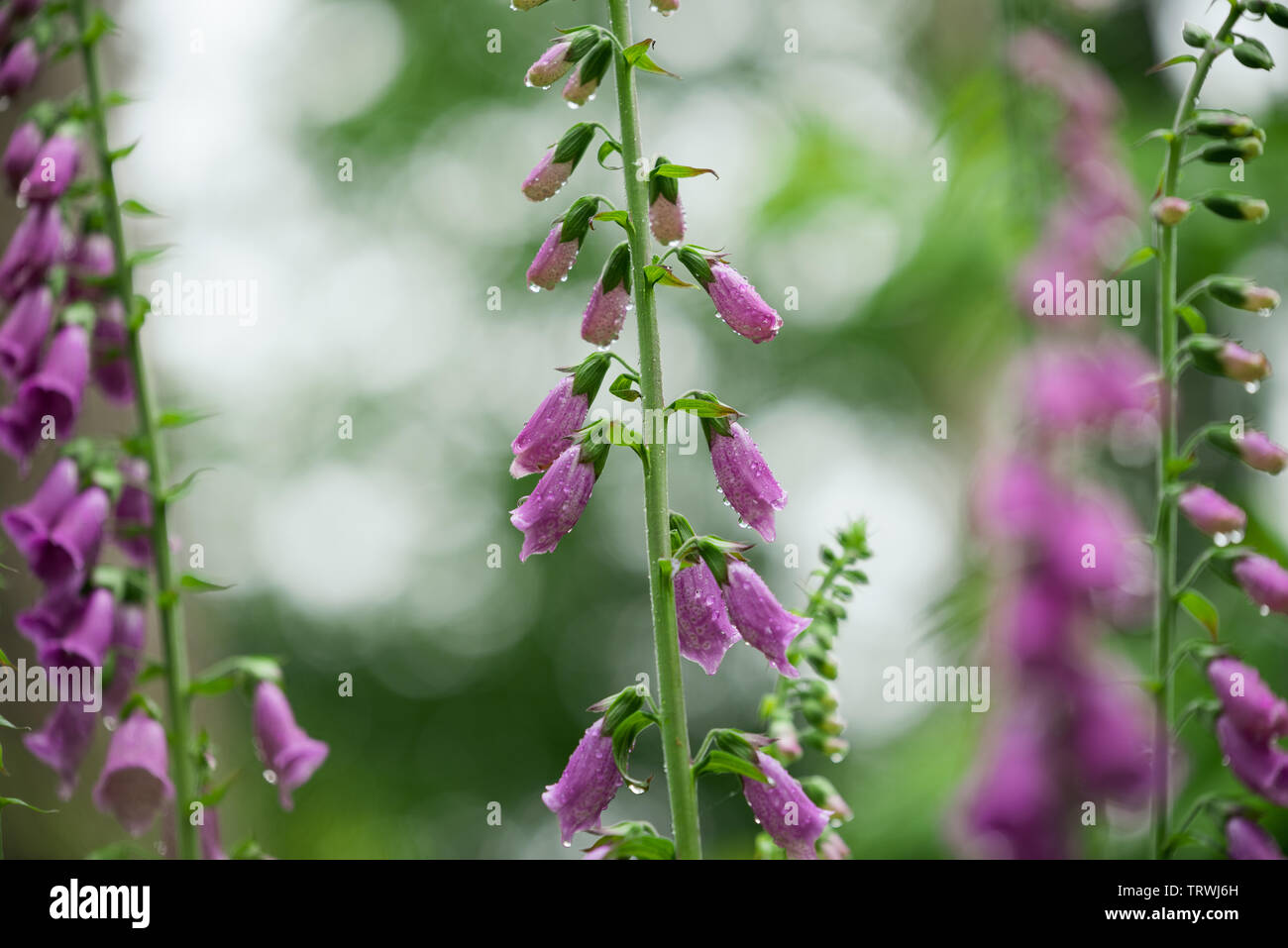 Foxgloves in British Woodland Stock Photo - Alamy