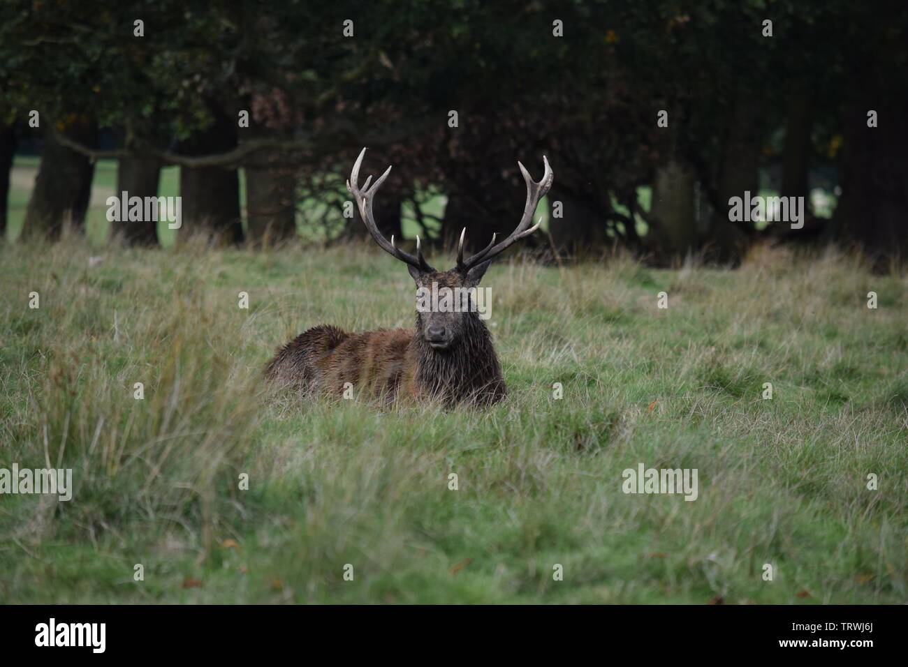 National Trust Fallow Deer Stag High Resolution Stock Photography and ...