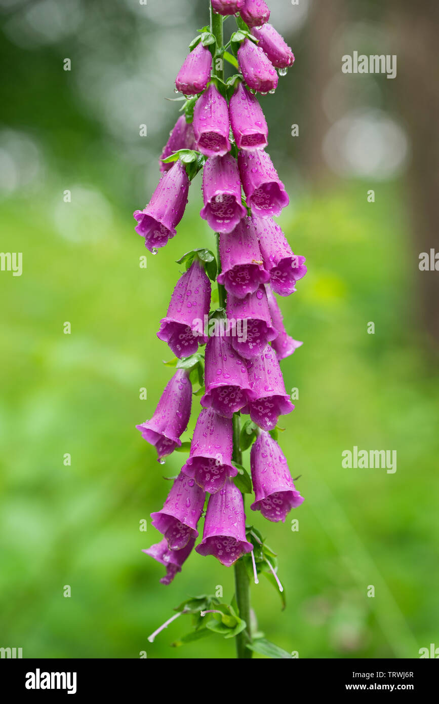 Beautiful foxgloves hi-res stock photography and images - Alamy