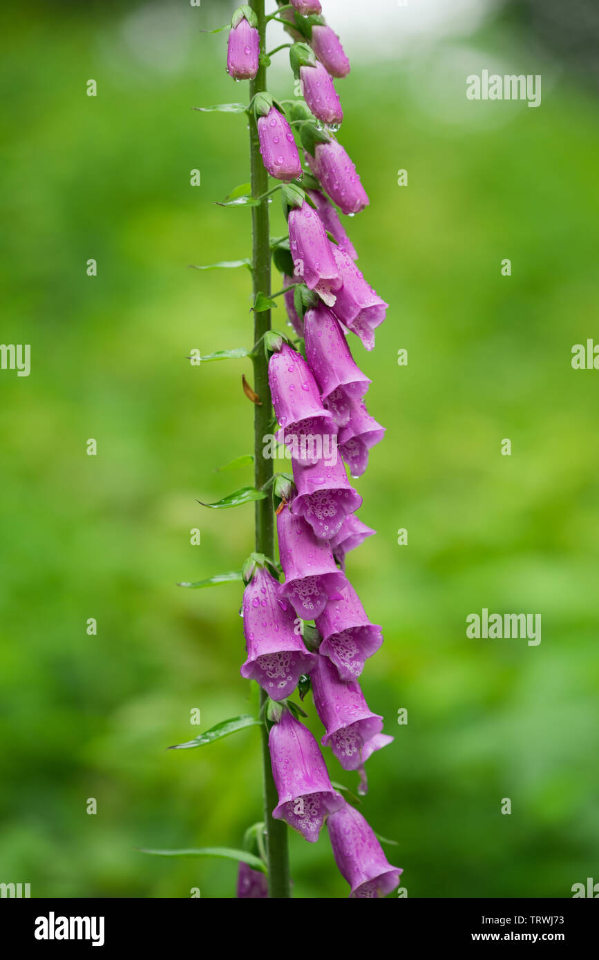 Foxgloves in British Woodland Stock Photo - Alamy