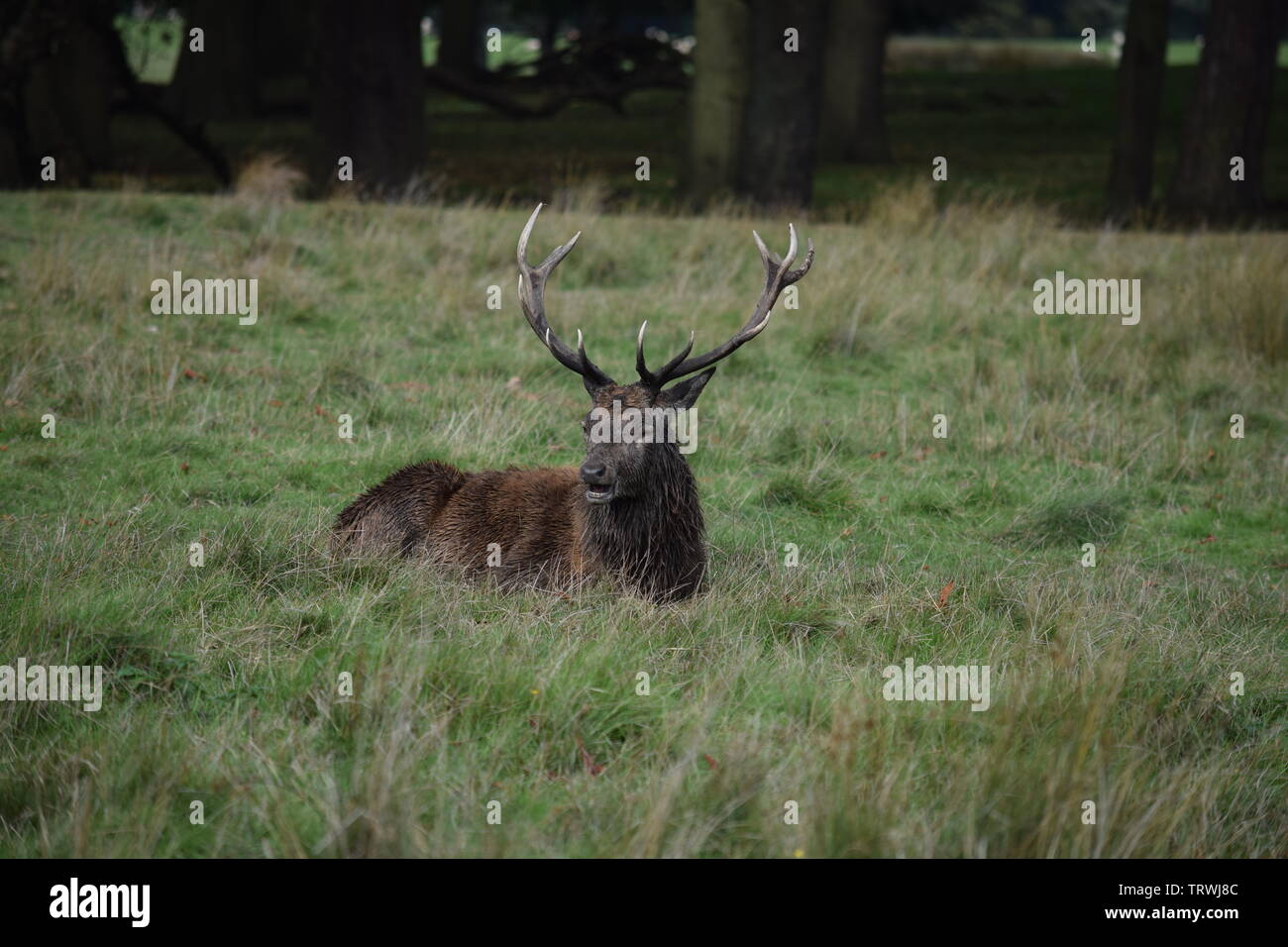 Deer at Tatton Park, Cheshire, UK Stock Photo - Alamy