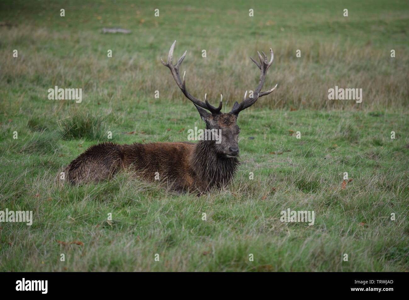 Deer at Tatton Park, Cheshire, UK Stock Photo - Alamy