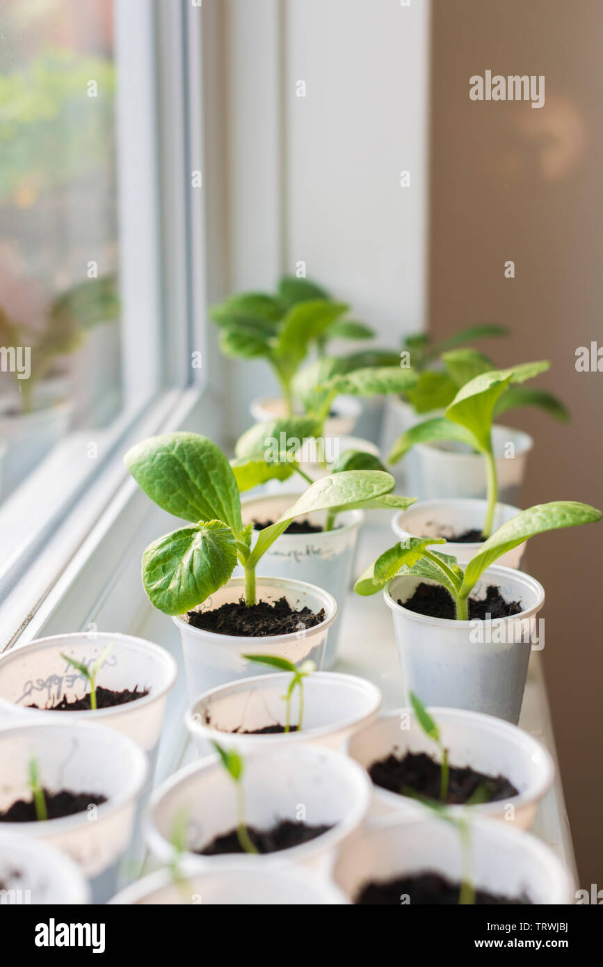 Baby courgettes growing hi-res stock photography and images - Alamy