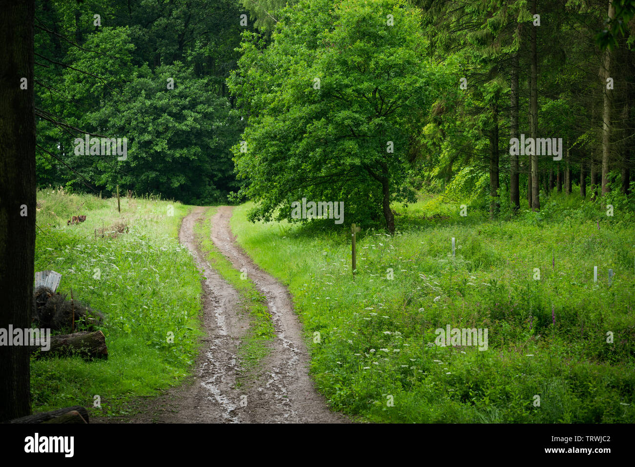 Path in Rainy British Woodland Stock Photo - Alamy