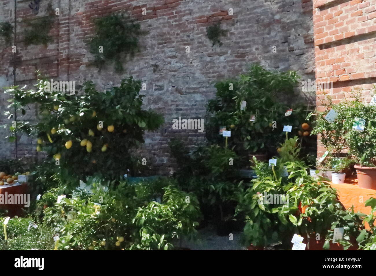 Lemon castle hi-res stock photography and images - Alamy