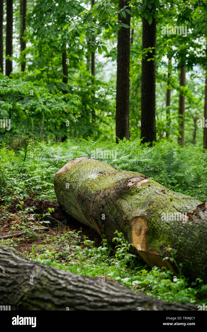 Fallen Tree in British Woodland Stock Photo - Alamy
