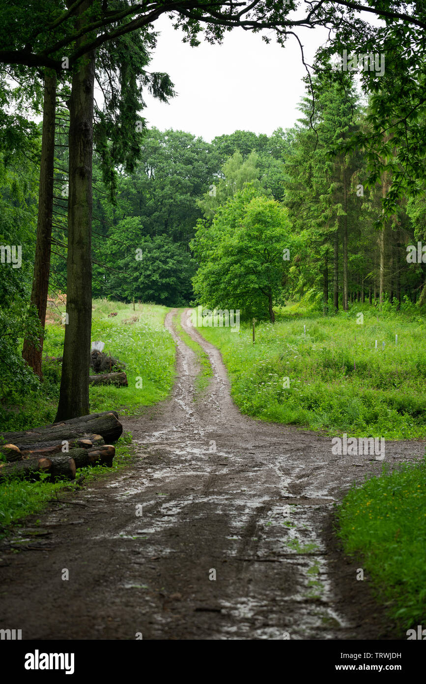Path in Rainy British Woodland Stock Photo - Alamy