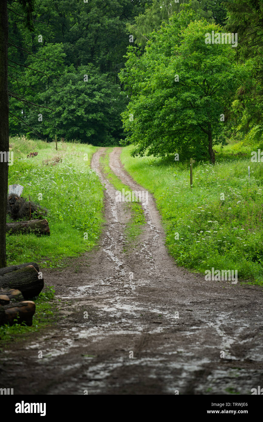 Path in Rainy British Woodland Stock Photo - Alamy