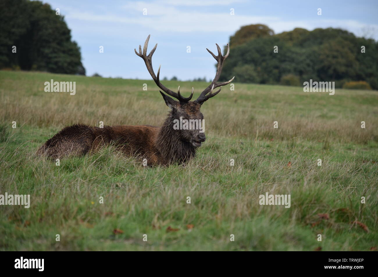 Deer at Tatton Park, Cheshire, UK Stock Photo - Alamy