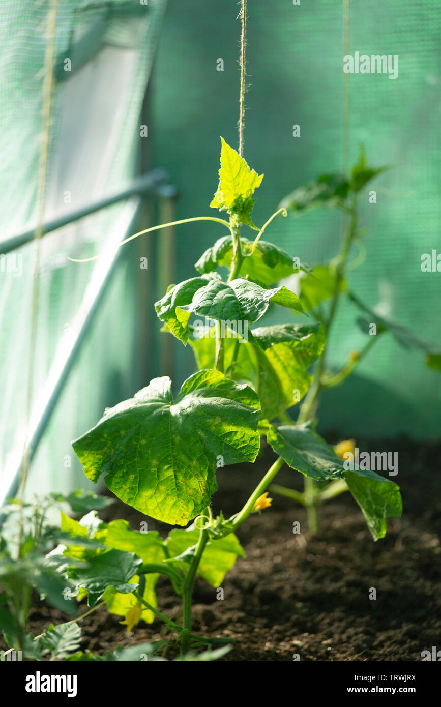 Cucumbers uk garden hi-res stock photography and images - Alamy