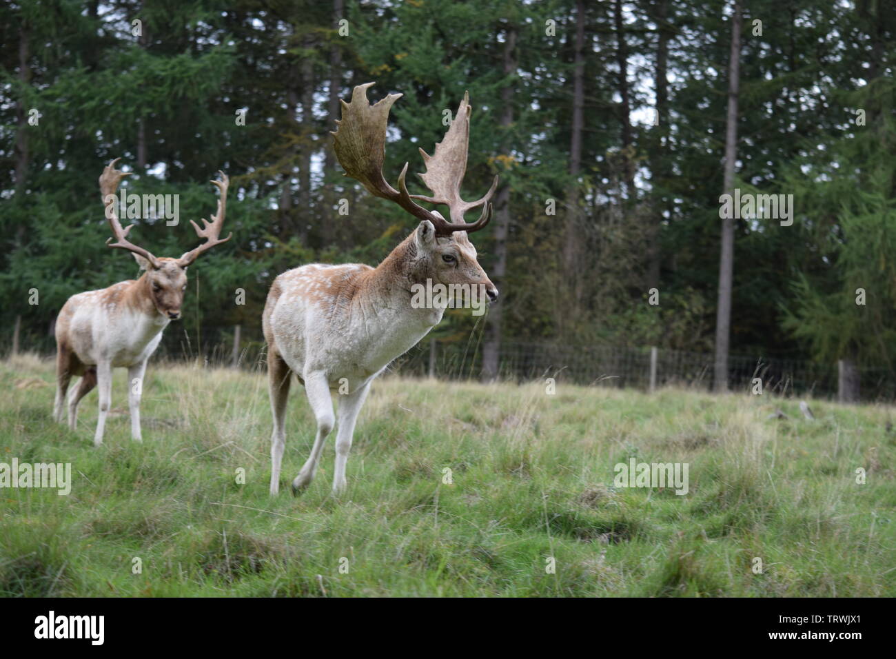 Deer at Tatton Park, Cheshire, UK Stock Photo - Alamy