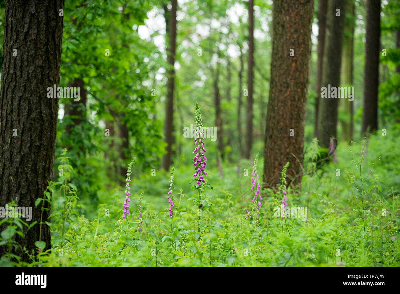 Foxgloves in British Woodland Stock Photo - Alamy