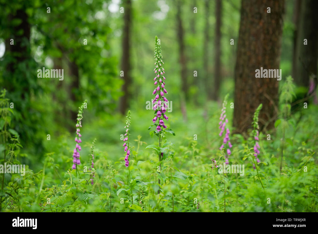 Beautiful foxgloves hi-res stock photography and images - Alamy