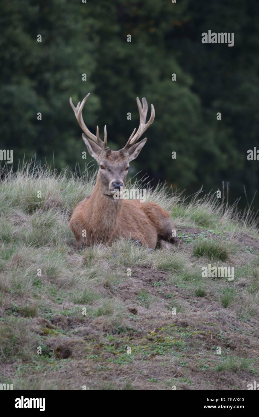 Deer at Tatton Park, Cheshire, UK Stock Photo - Alamy
