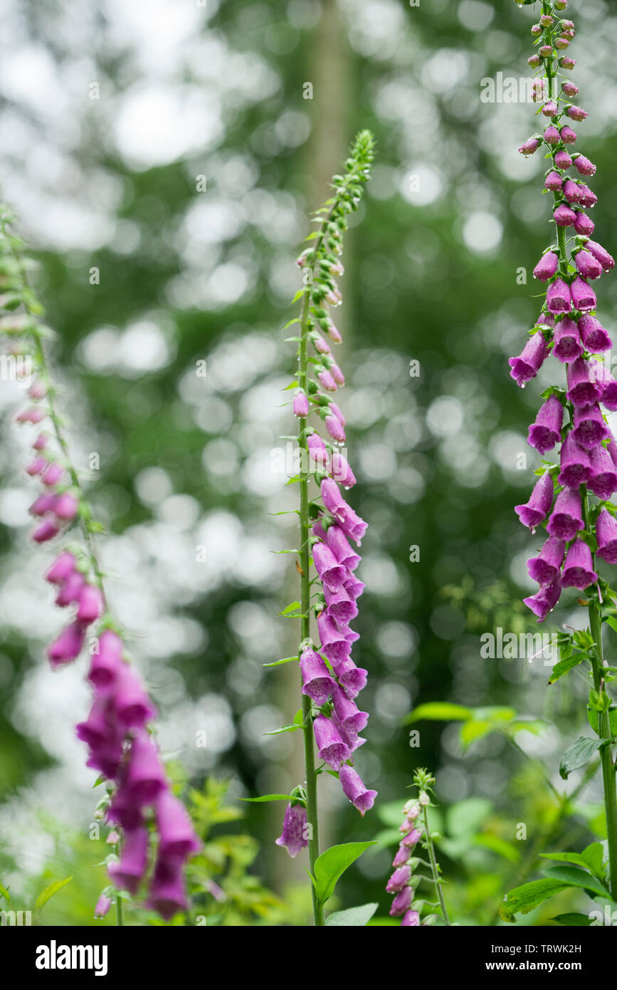 Foxgloves in British Woodland Stock Photo - Alamy