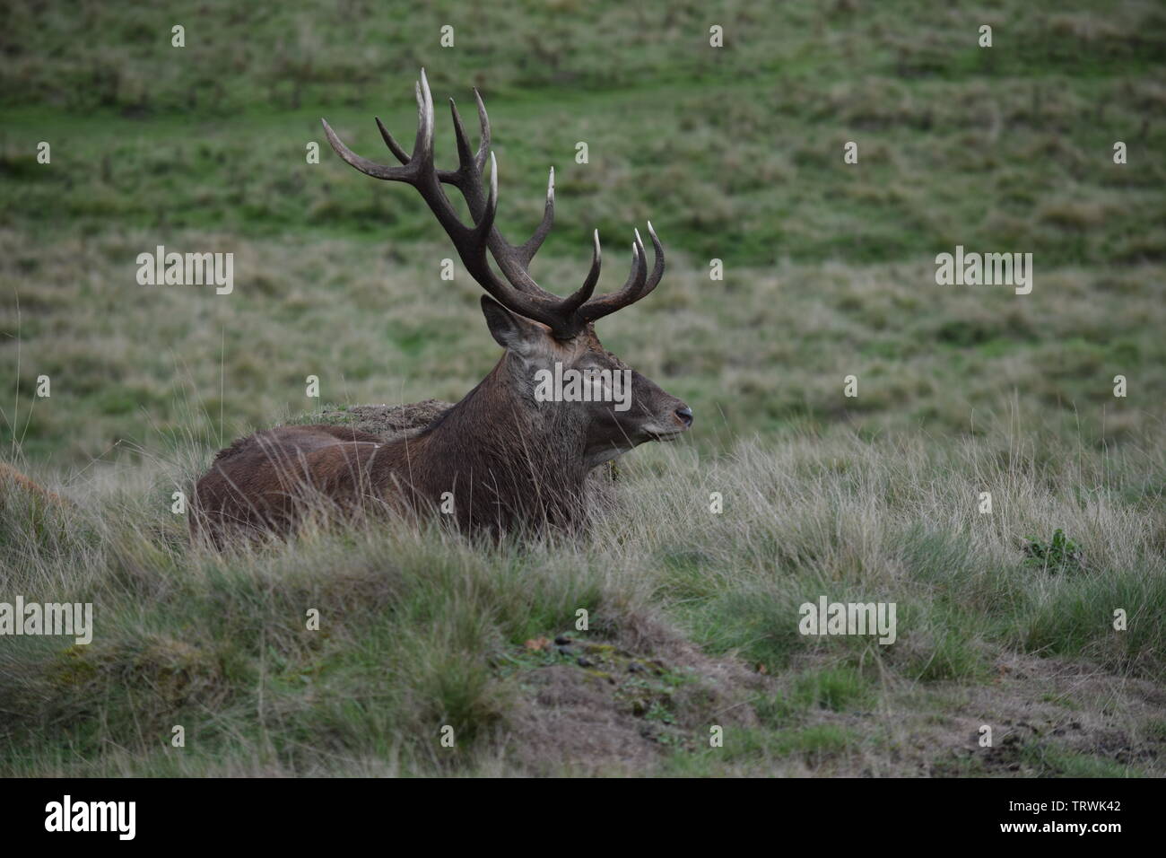 Tatton park deer hi-res stock photography and images - Alamy
