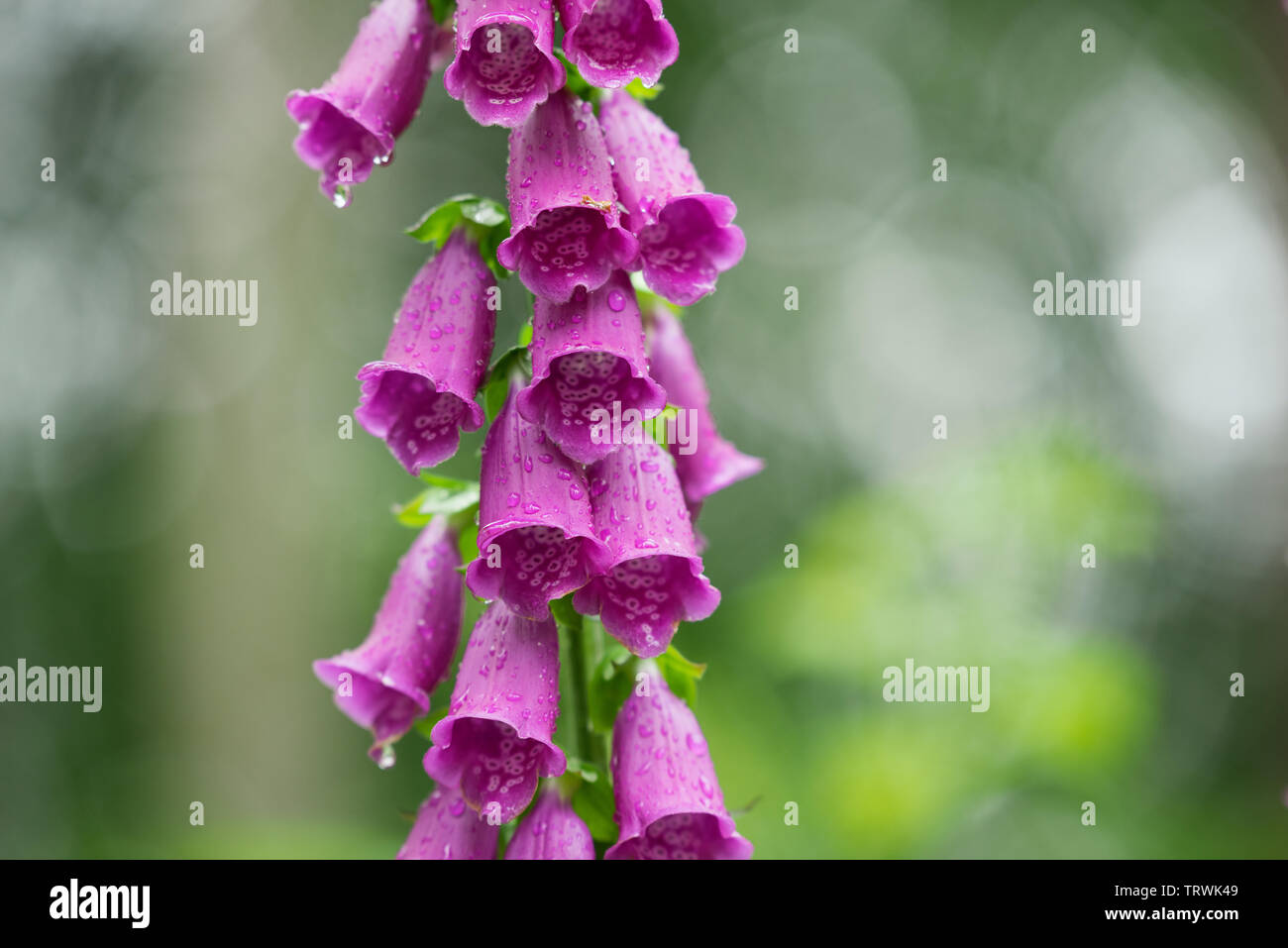 Foxgloves in British Woodland Stock Photo - Alamy