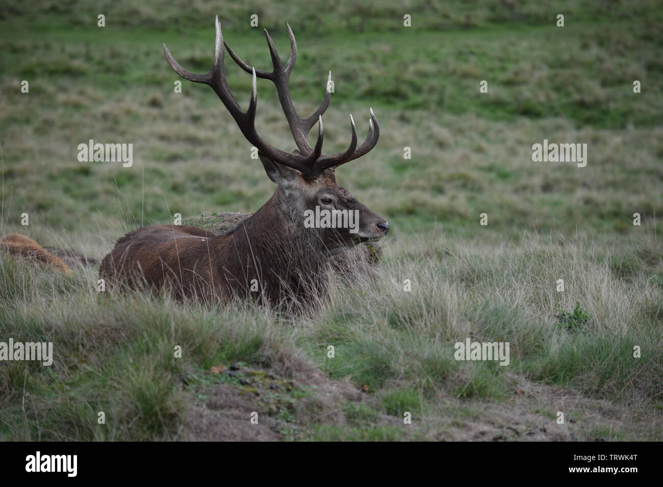 Deer at Tatton Park, Cheshire, UK Stock Photo - Alamy