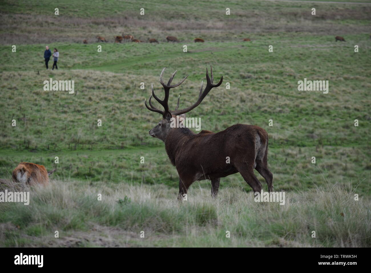 Deer at Tatton Park, Cheshire, UK Stock Photo - Alamy