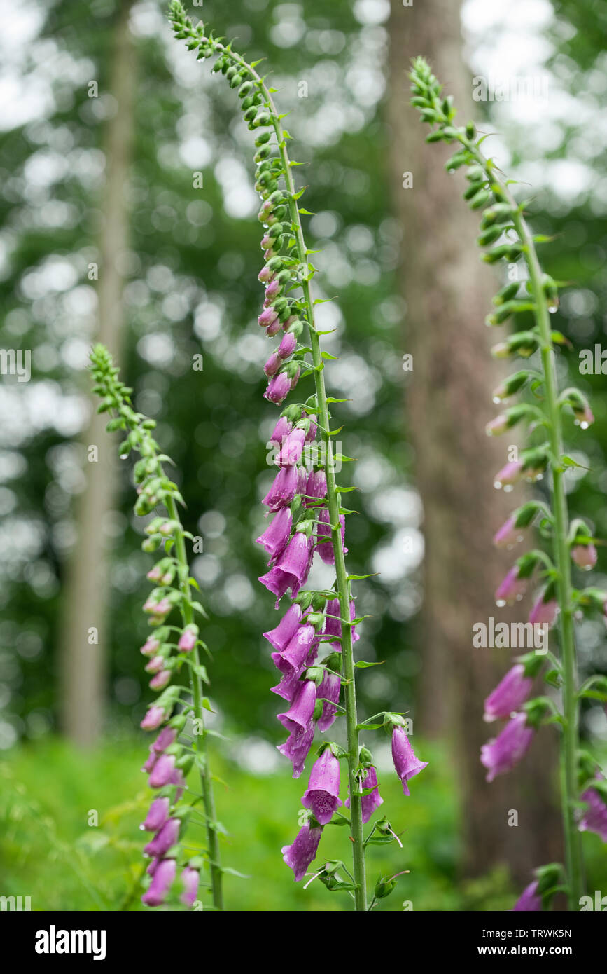Foxgloves in British Woodland Stock Photo - Alamy