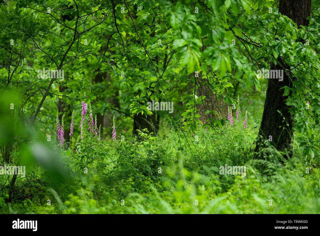 Foxgloves in British Woodland Stock Photo - Alamy