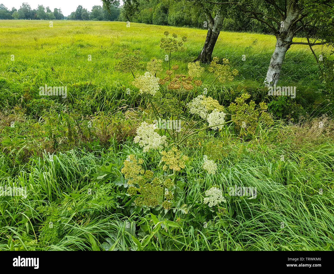 Giant hogweed reaction hi-res stock photography and images - Alamy