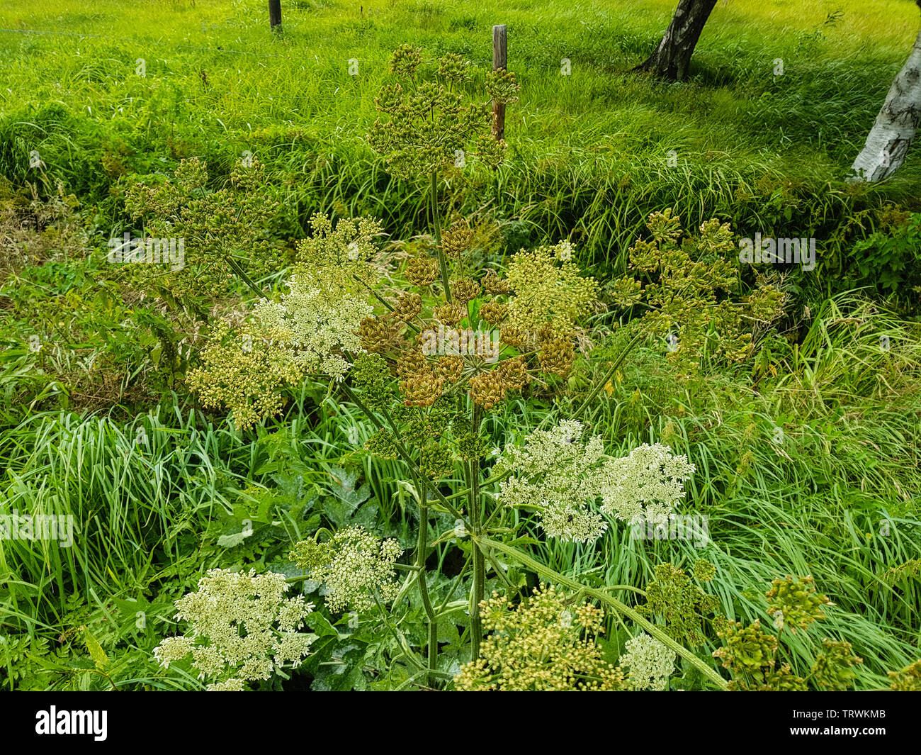 Giant hogweed reaction hi-res stock photography and images - Alamy