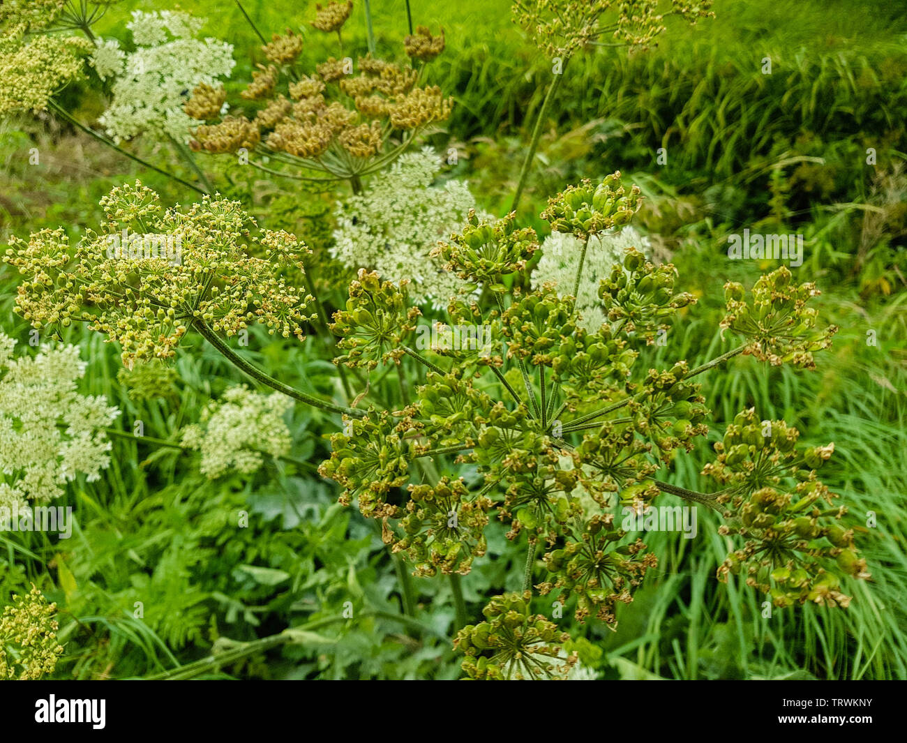Giant hogweed reaction hi-res stock photography and images - Alamy