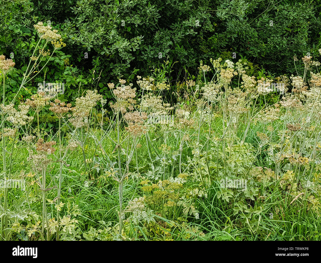 Giant hogweed reaction hi-res stock photography and images - Alamy