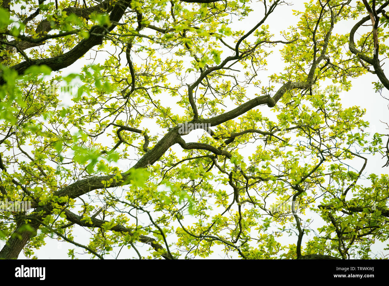 Tree Branches in British Woodland Stock Photo - Alamy