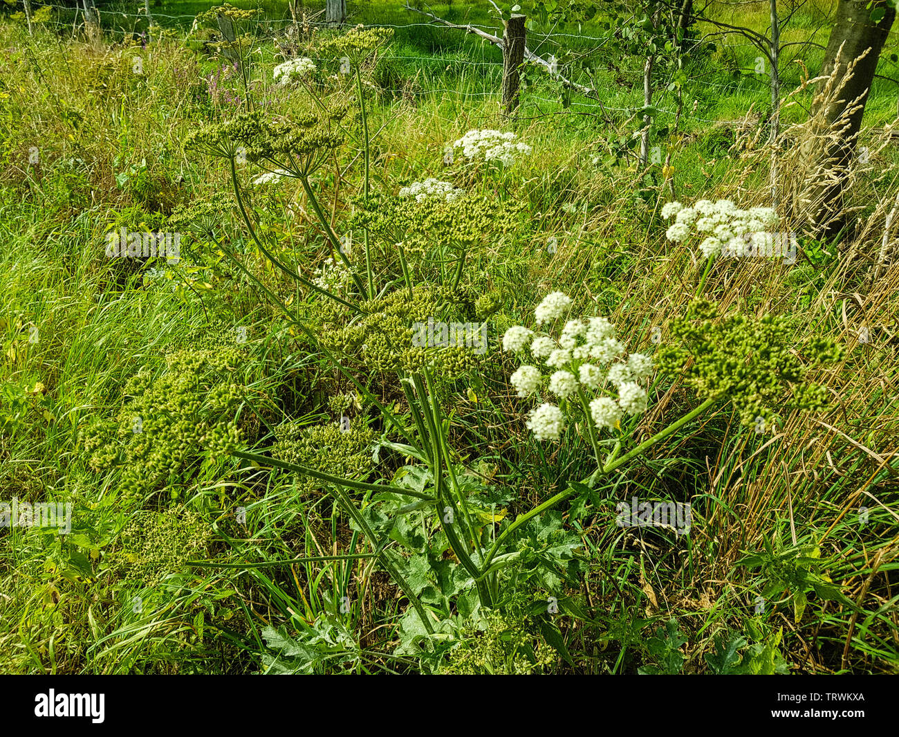 Giant hogweed reaction hi-res stock photography and images - Alamy