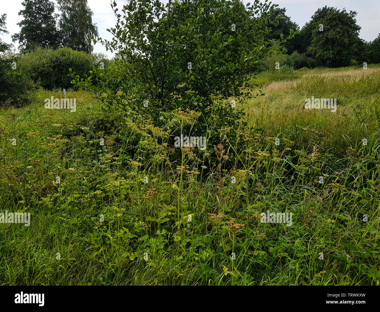 Giant hogweed reaction hi-res stock photography and images - Alamy