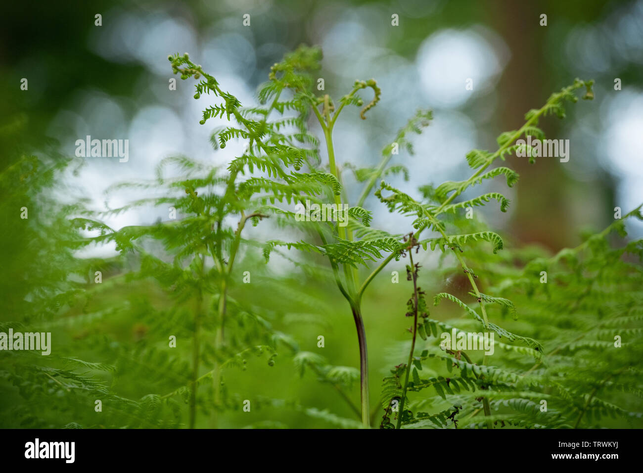 Healthy woodland plants hi-res stock photography and images - Alamy