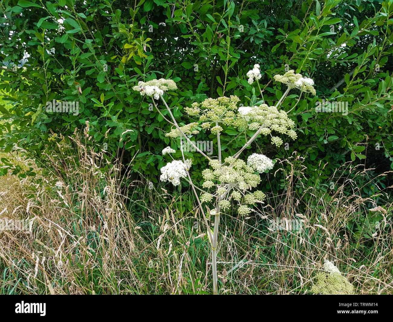 Giant hogweed reaction hi-res stock photography and images - Alamy