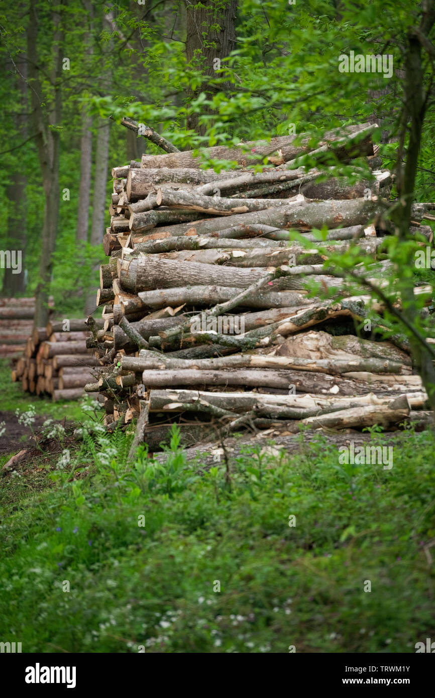 Chopped Logs in British Woodland Stock Photo - Alamy