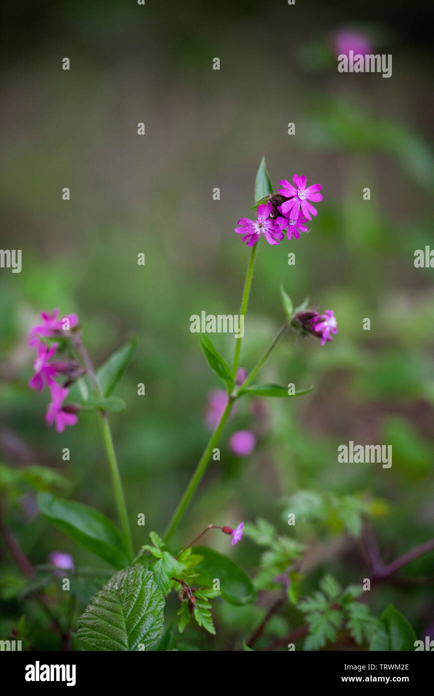 Pink Flowers in British Woodland Stock Photo - Alamy