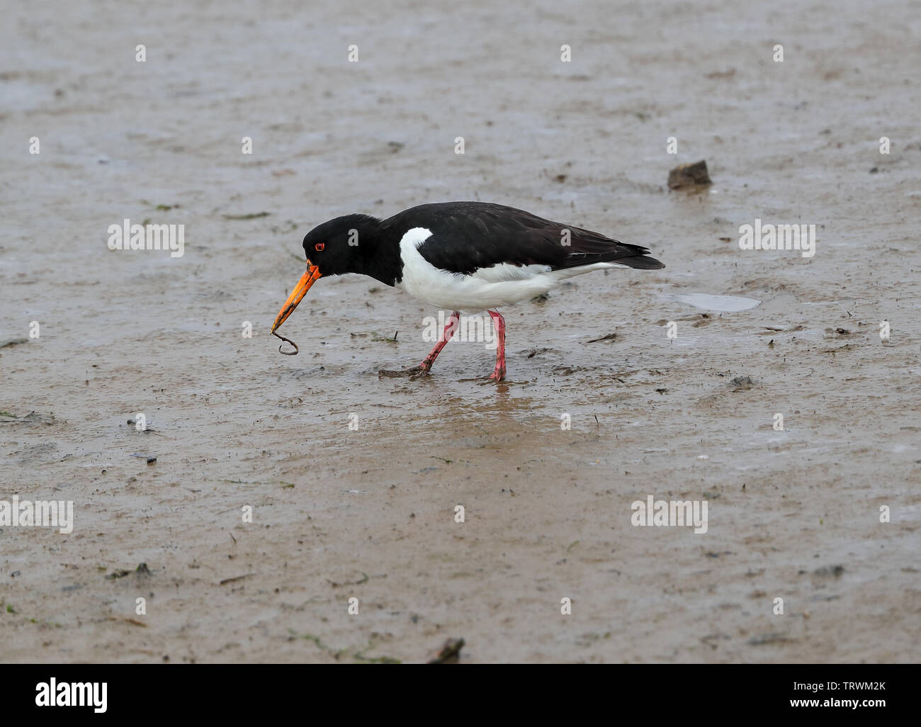 Shellfish insects hi-res stock photography and images - Alamy