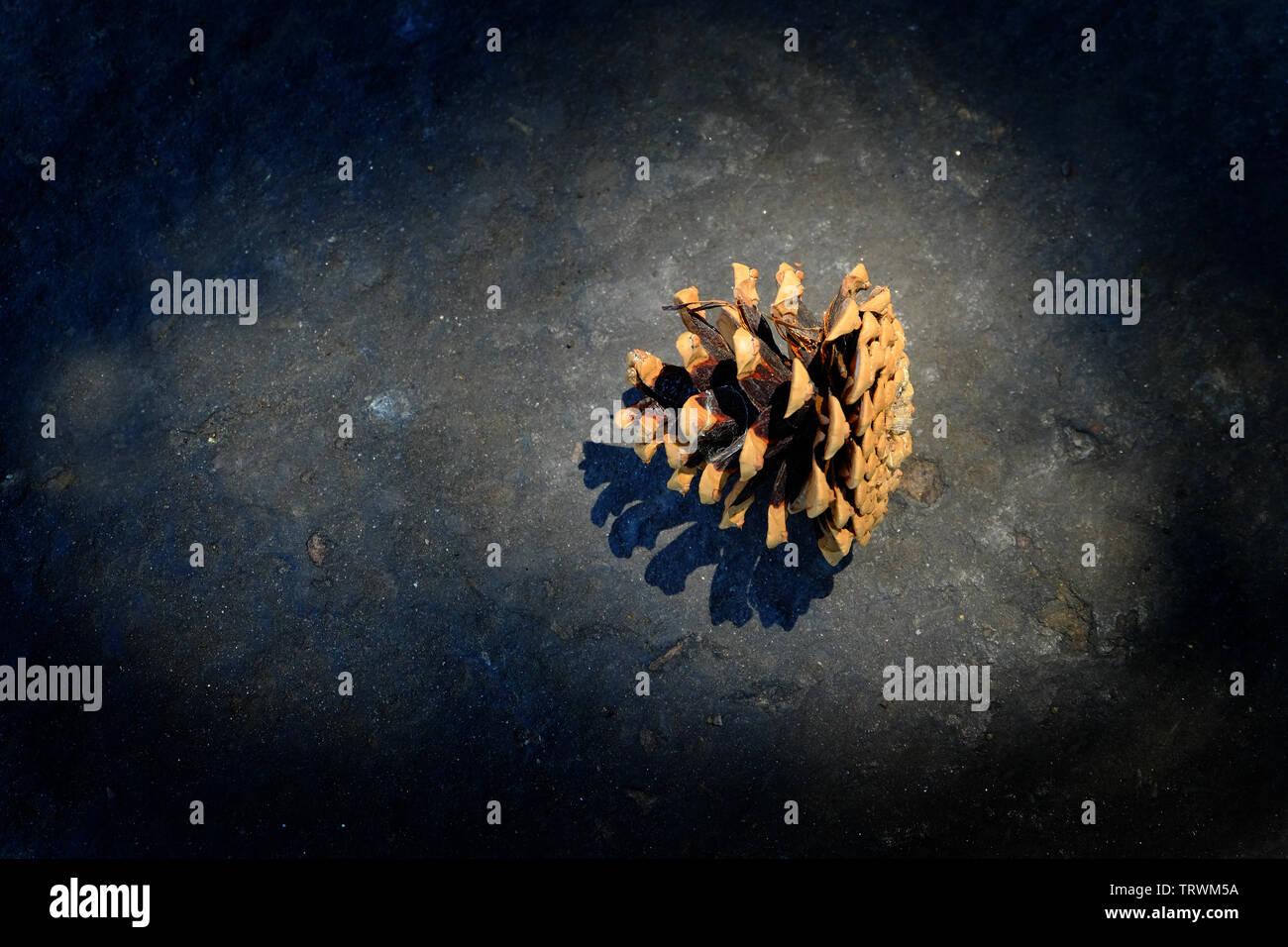 Pinetree seeds hi-res stock photography and images - Alamy