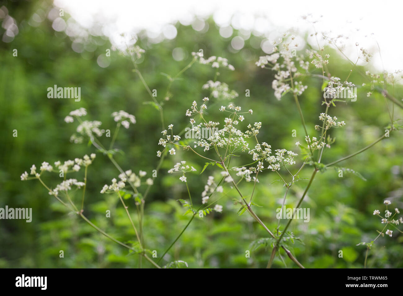 Cow Parsley in British Woodland Stock Photo - Alamy