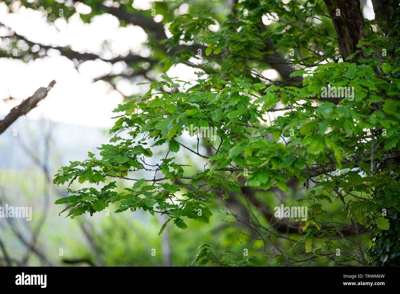 Blue oak bark with leaves hi-res stock photography and images - Alamy