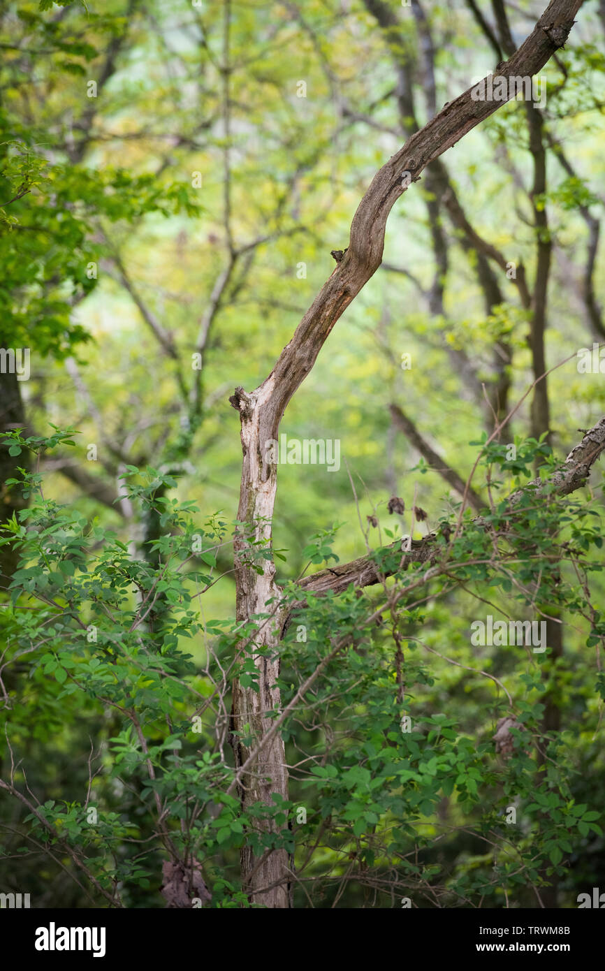 Tree Branches in British Woodland Stock Photo - Alamy