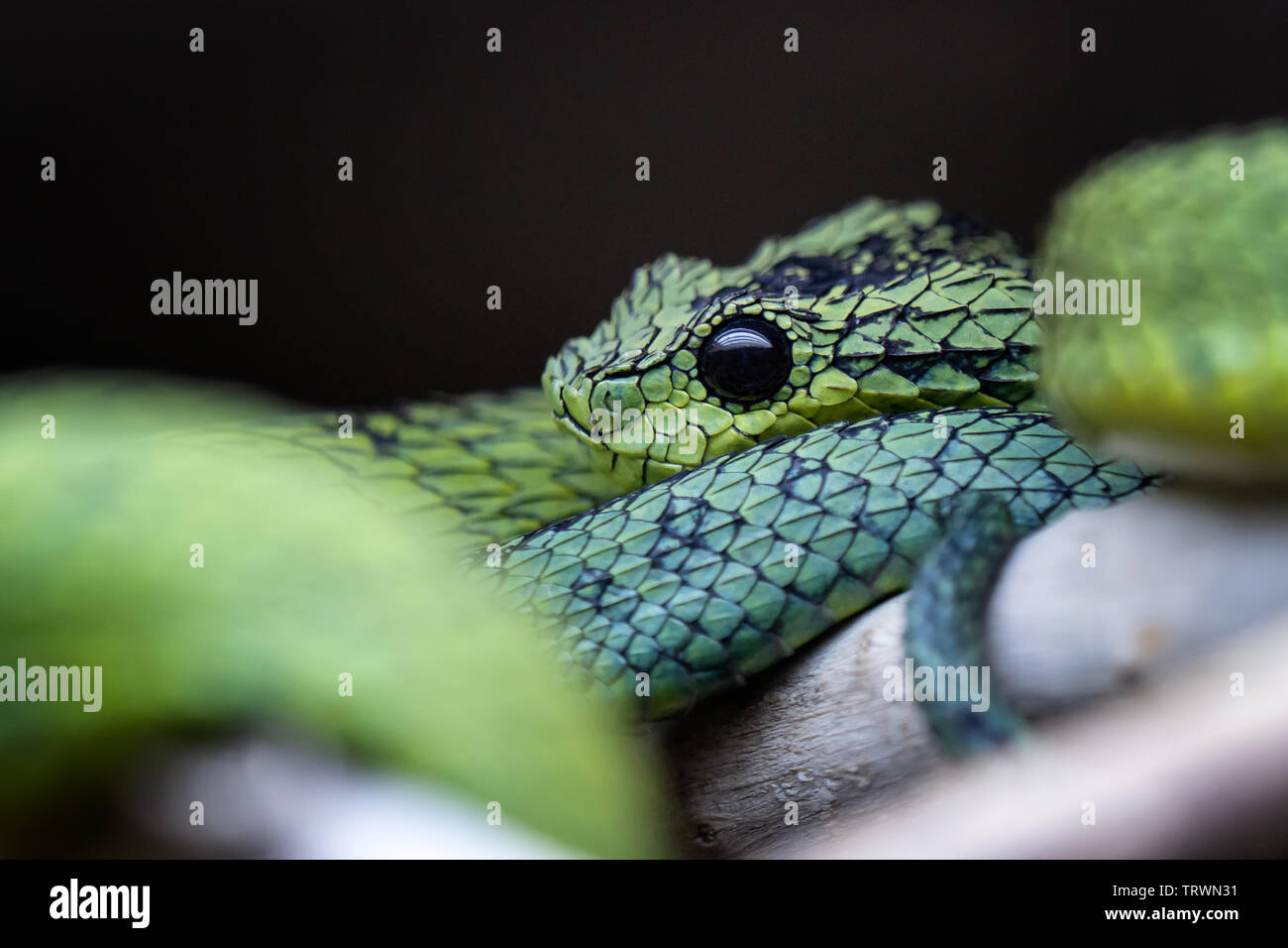 Great Lakes bush viper (Atheris nitschei) is twisted around the branch ...